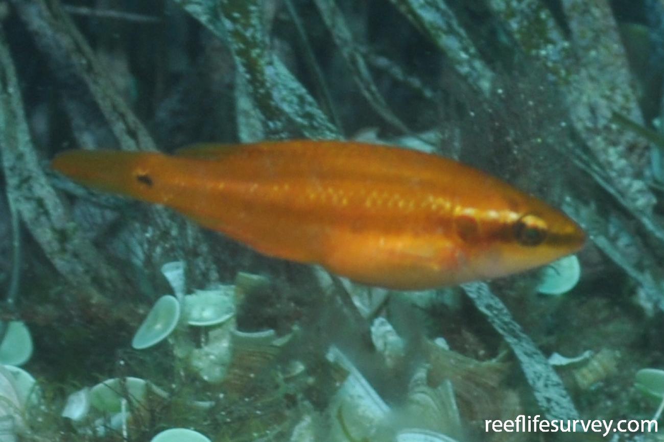 Symphodus ocellatus - Ocellated Wrasse | ReefLifeSurvey.com