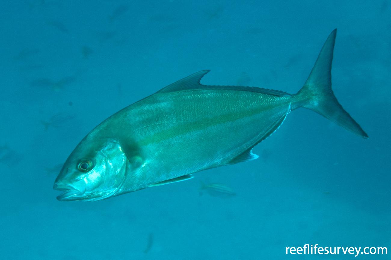 Seriola dumerili - Amberjack | ReefLifeSurvey.com