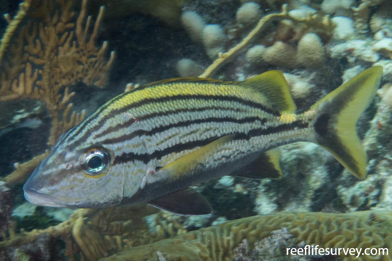 Haemulon macrostomum - Spanish Grunt | ReefLifeSurvey.com