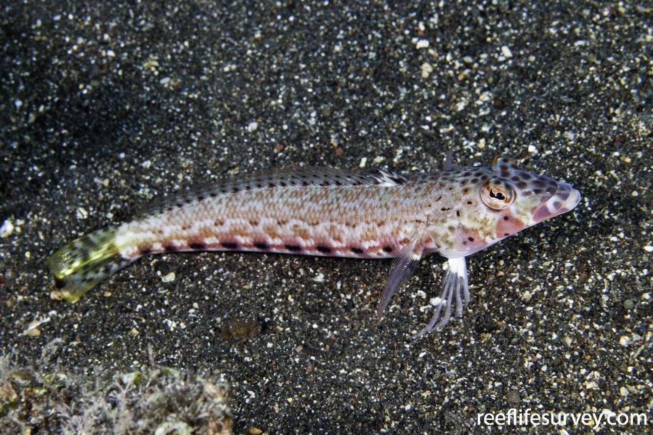 Parapercis bimacula - | ReefLifeSurvey.com