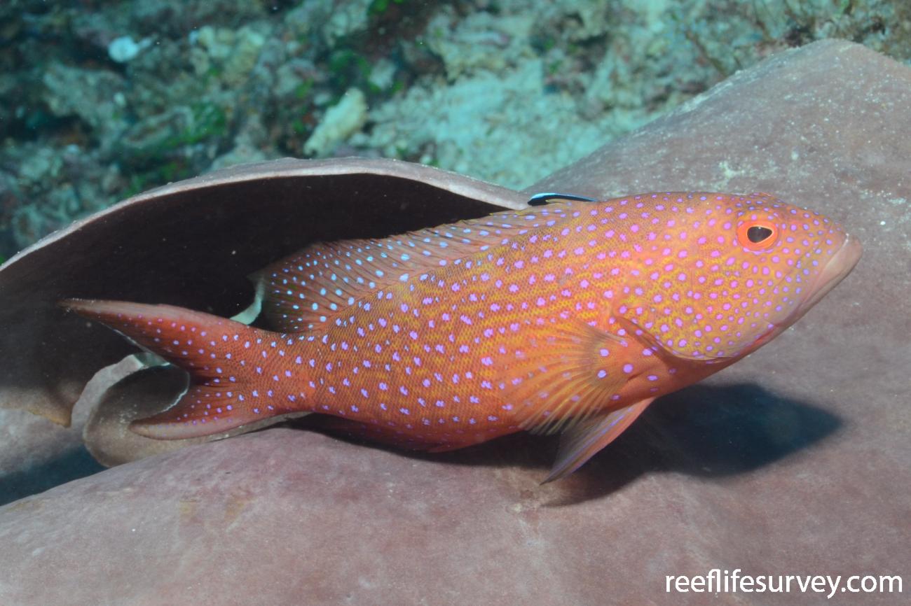 Variola albimarginata - White-edged Lyretail | ReefLifeSurvey.com