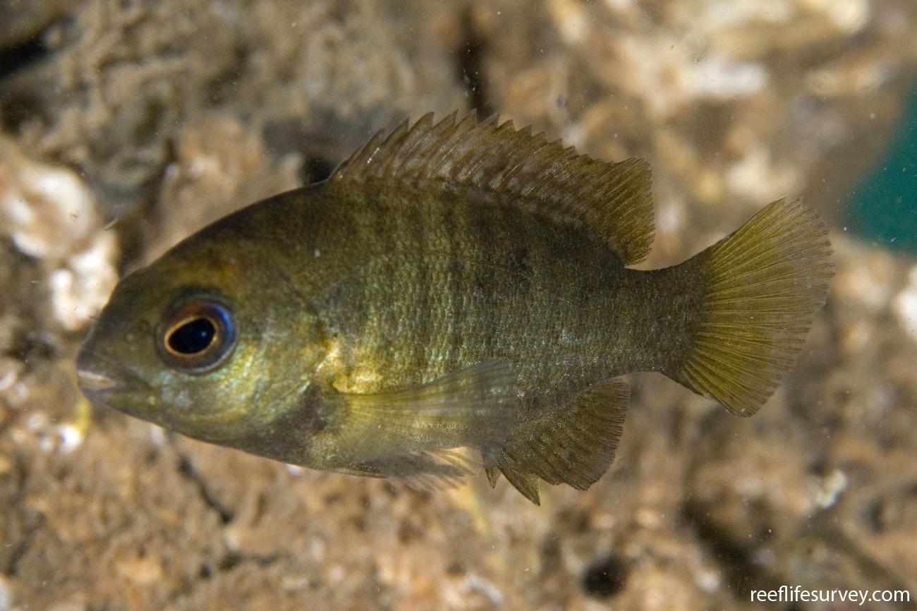 Girella tricuspidata - Luderick | ReefLifeSurvey.com