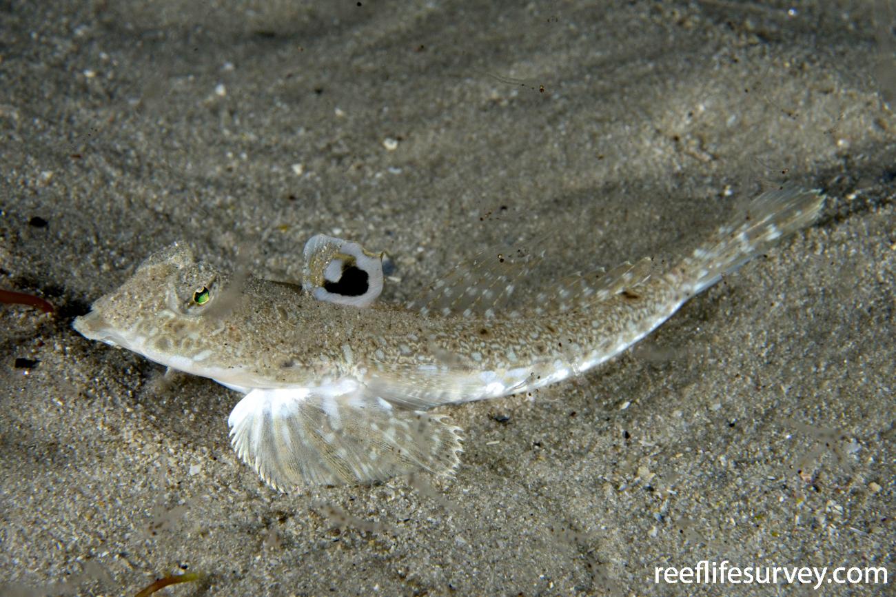 Repomucenus calcaratus - Spotted Dragonet | ReefLifeSurvey.com