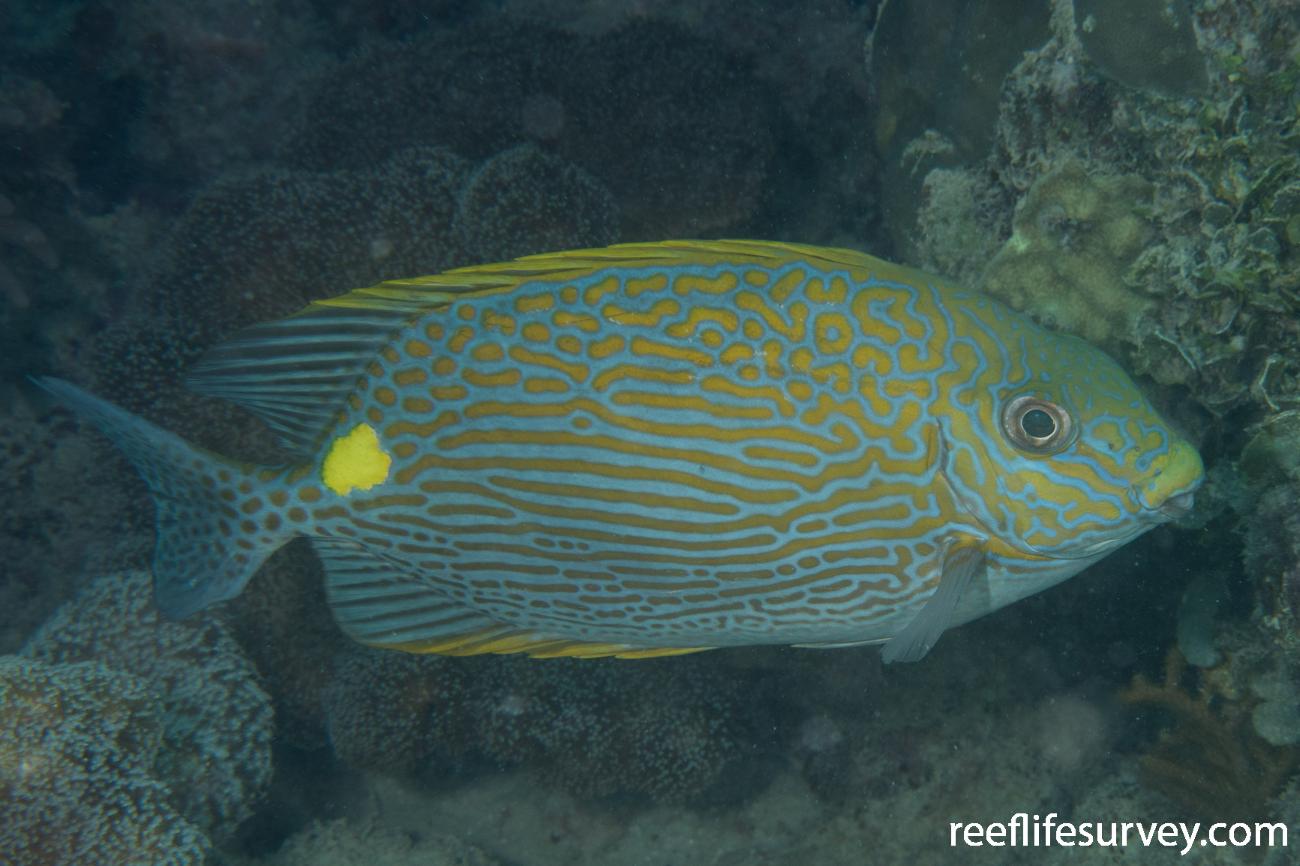 Siganus lineatus - Lined Rabbitfish | ReefLifeSurvey.com