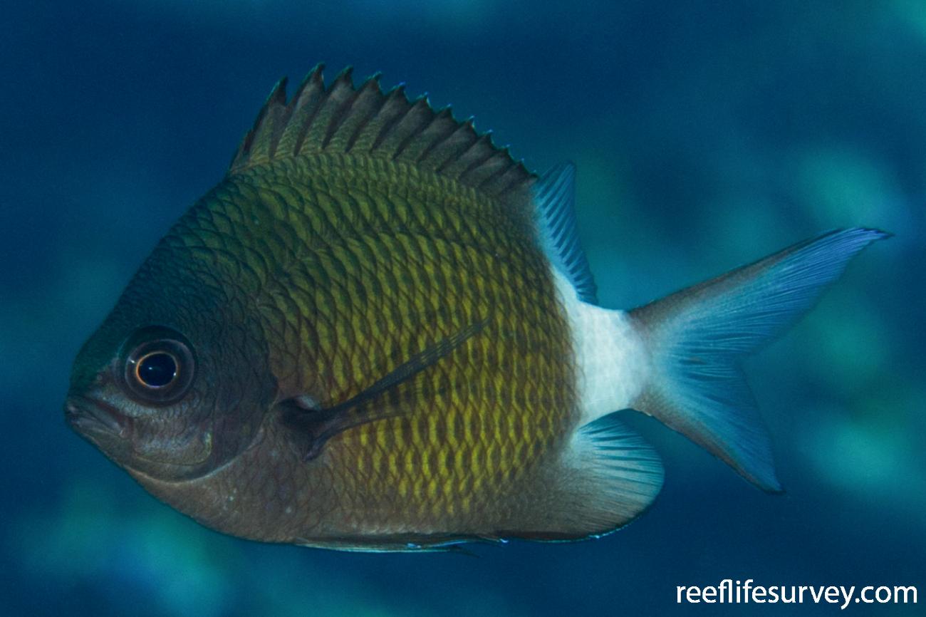 Chromis chrysura - Stoutbody Puller | ReefLifeSurvey.com