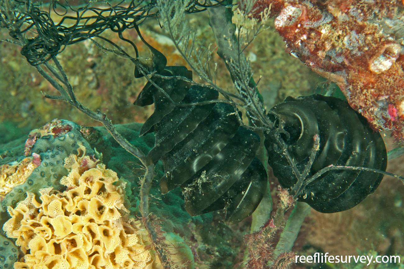 Heterodontus galeatus - Crested Hornshark | ReefLifeSurvey.com