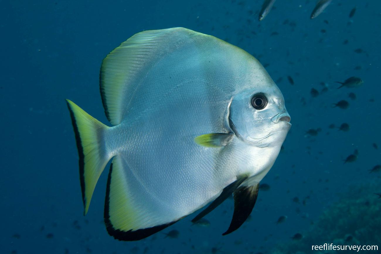 Platax boersii - Golden Batfish | ReefLifeSurvey.com