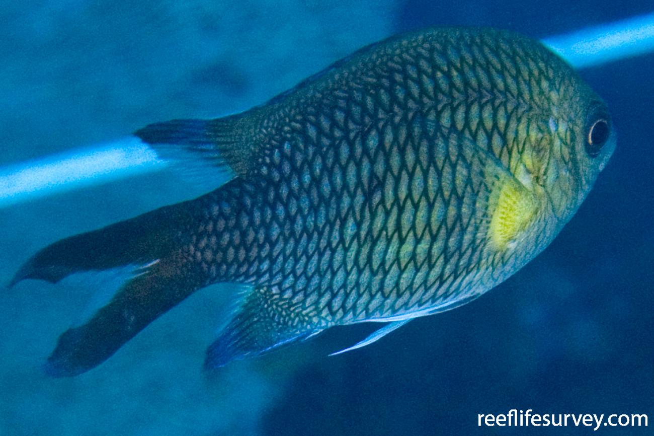 Chromis xanthochira - Yellow-axil Puller | ReefLifeSurvey.com