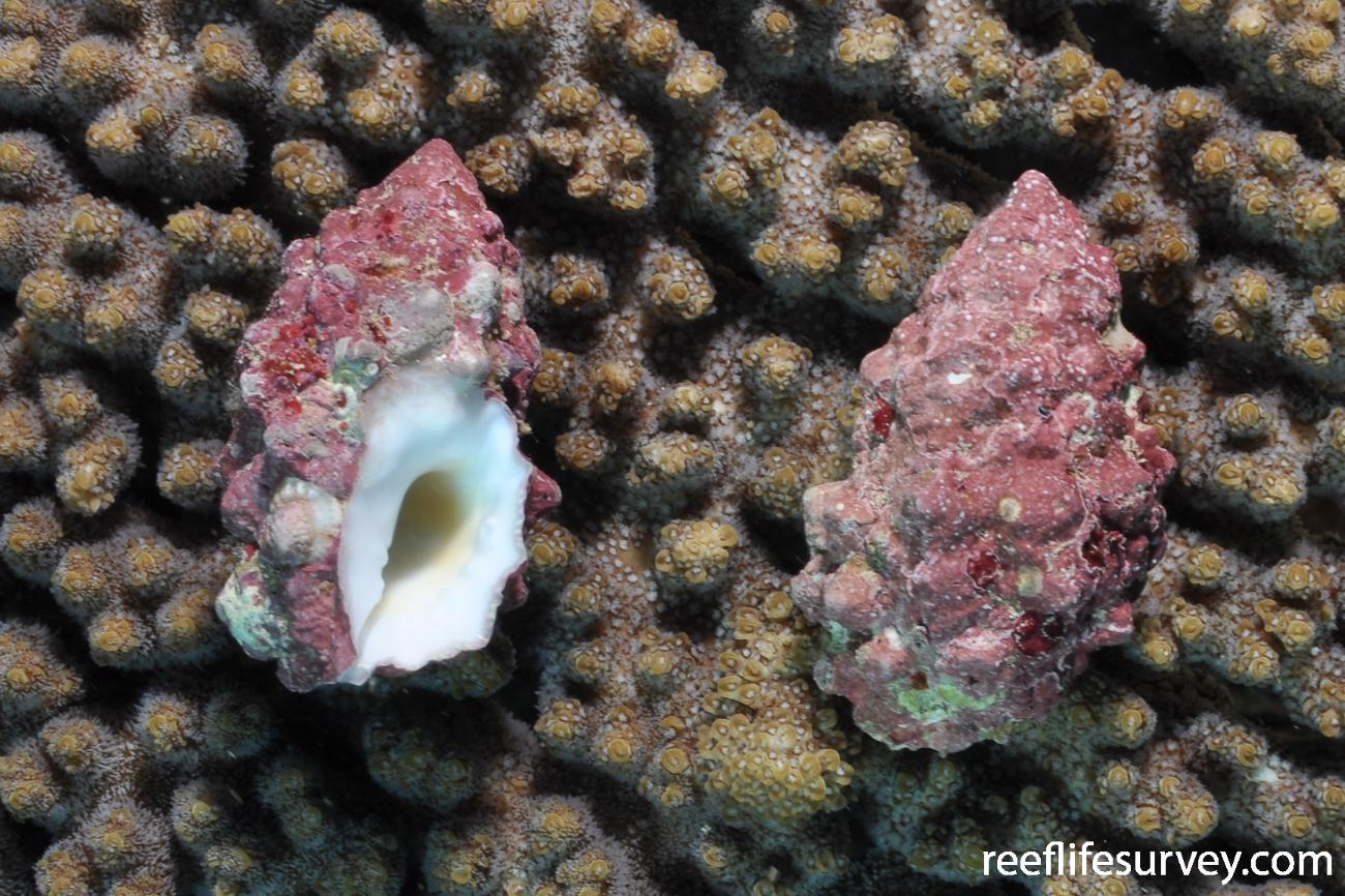 Drupella cornus - Dogwood Drupe | ReefLifeSurvey.com