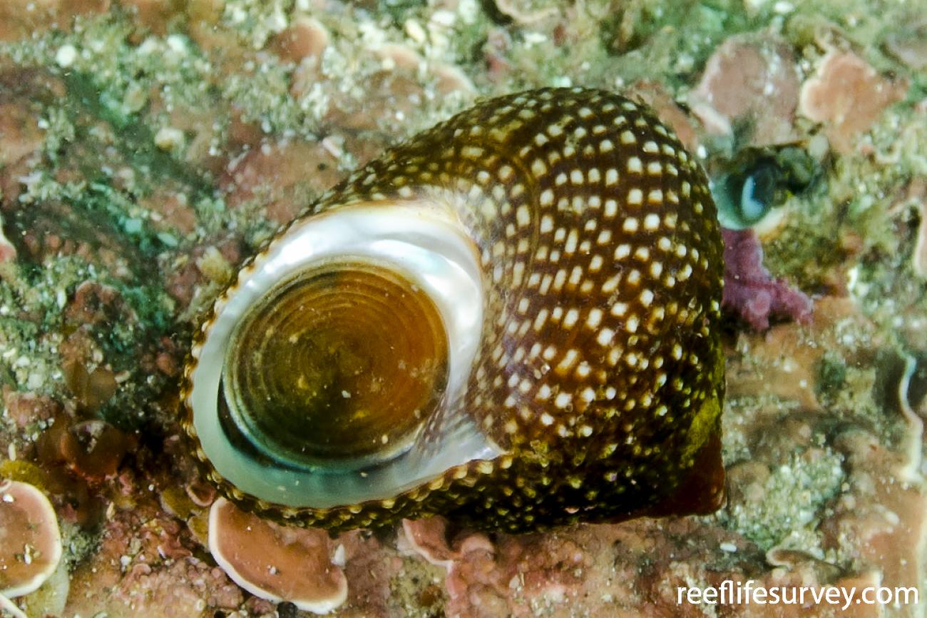 Calliostoma punctulatum - | ReefLifeSurvey.com