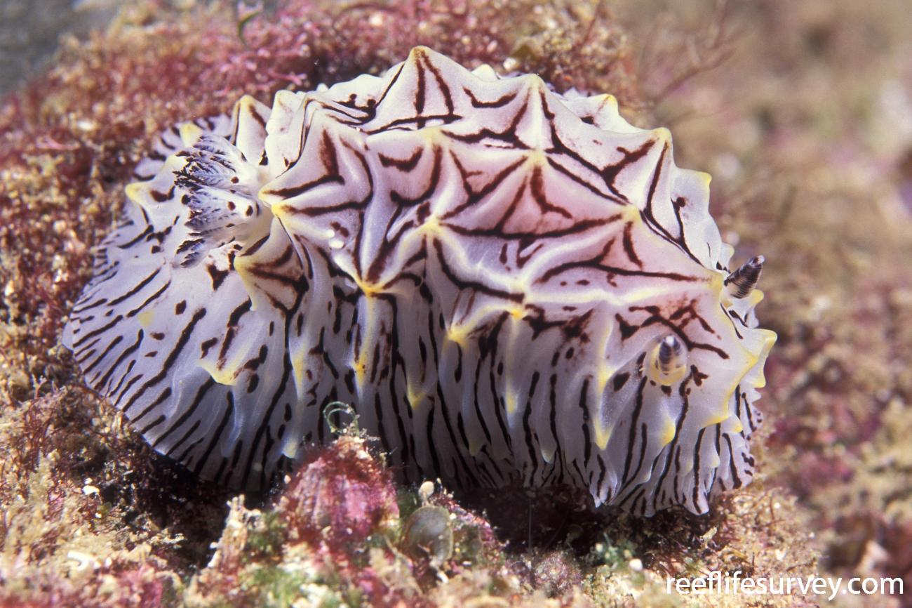 Halgerda willeyi - Nudibranch | ReefLifeSurvey.com
