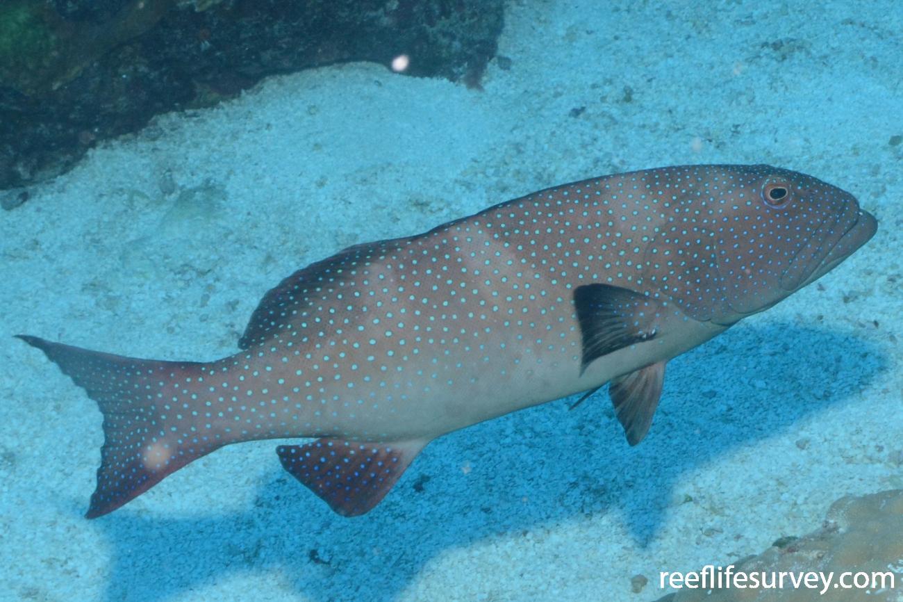 Plectropomus laevis - Bluespotted Coral Trout | ReefLifeSurvey.com