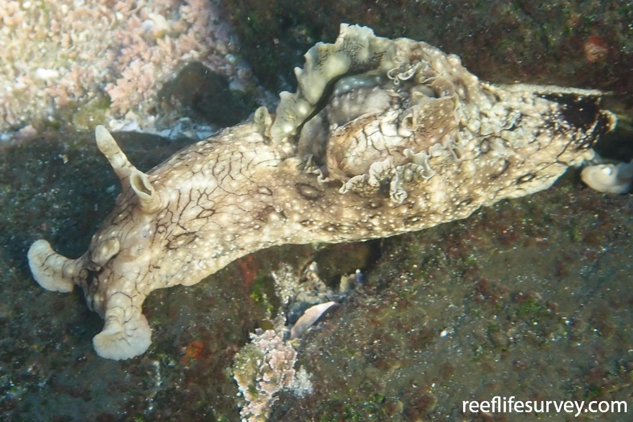 Aplysia argus - | ReefLifeSurvey.com