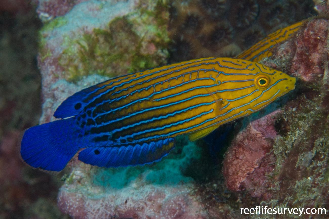 Anampses femininus - Blue-tail Wrasse | ReefLifeSurvey.com