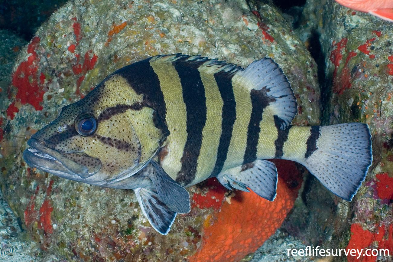 Acanthistius cinctus - Yellow-banded Wirrah | ReefLifeSurvey.com