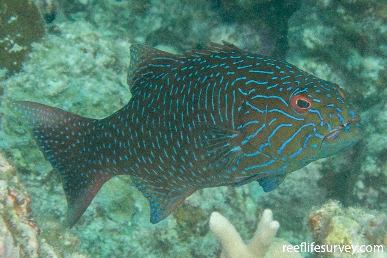 Plectropomus oligacanthus - Highfin Coral Grouper | ReefLifeSurvey.com