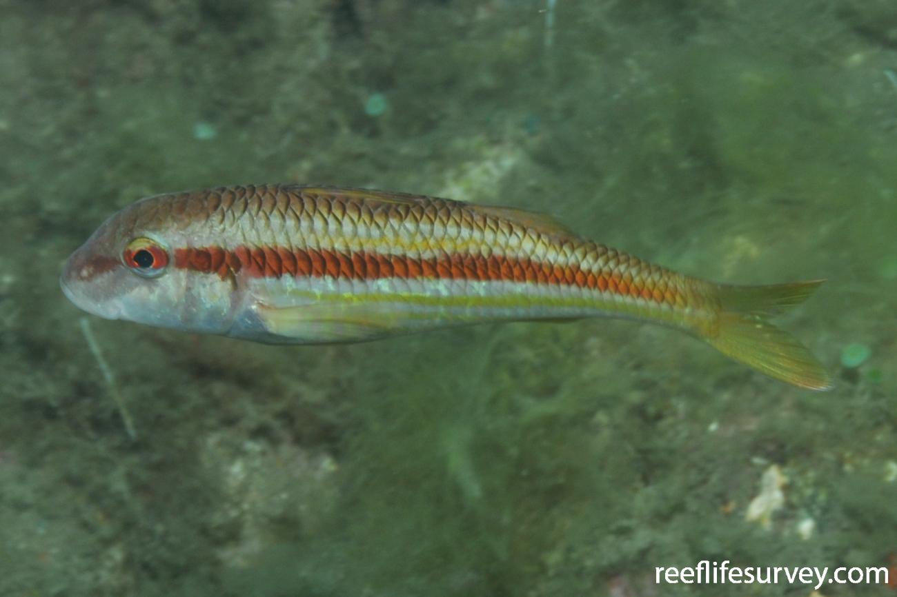 Mullus surmuletus - Surmullet | ReefLifeSurvey.com