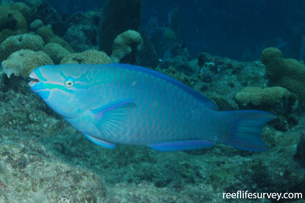 Scarus vetula - Queen Parrotfish | ReefLifeSurvey.com