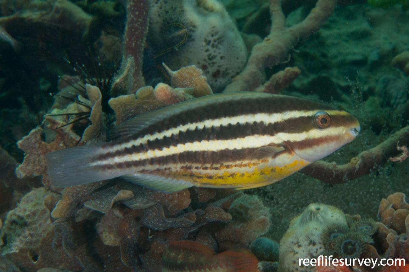 Scarus iseri - Striped Parrotfish | ReefLifeSurvey.com