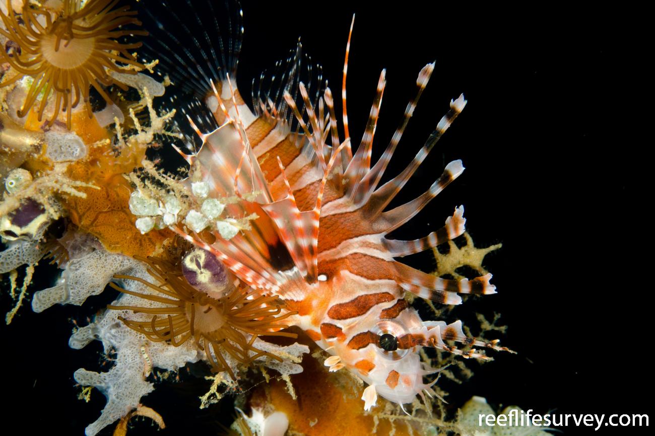 Dendrochirus zebra - Zebra Lionfish | ReefLifeSurvey.com