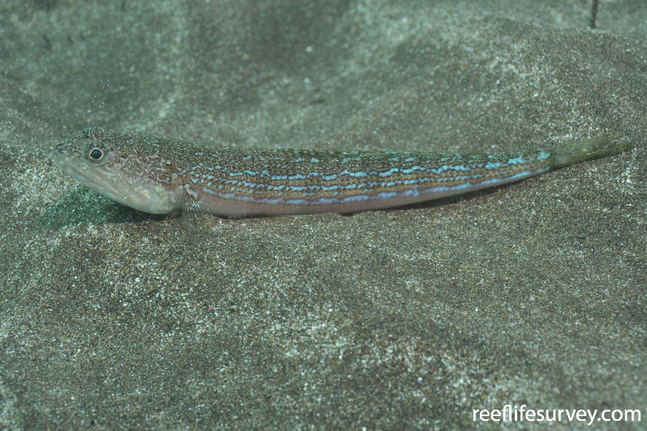 Synodus saurus - Atlantic Lizardfish | ReefLifeSurvey.com