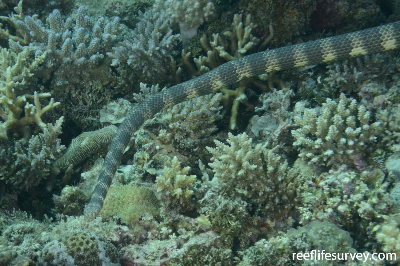 Aipysurus duboisii - Reef Shallows Seasnake | ReefLifeSurvey.com