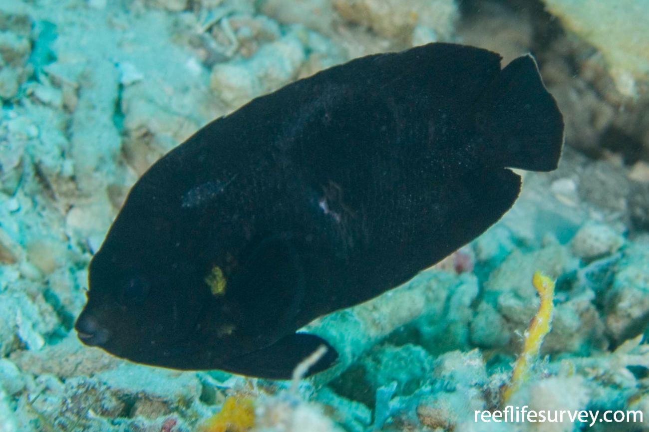 Centropyge nox - Midnight Angelfish | ReefLifeSurvey.com