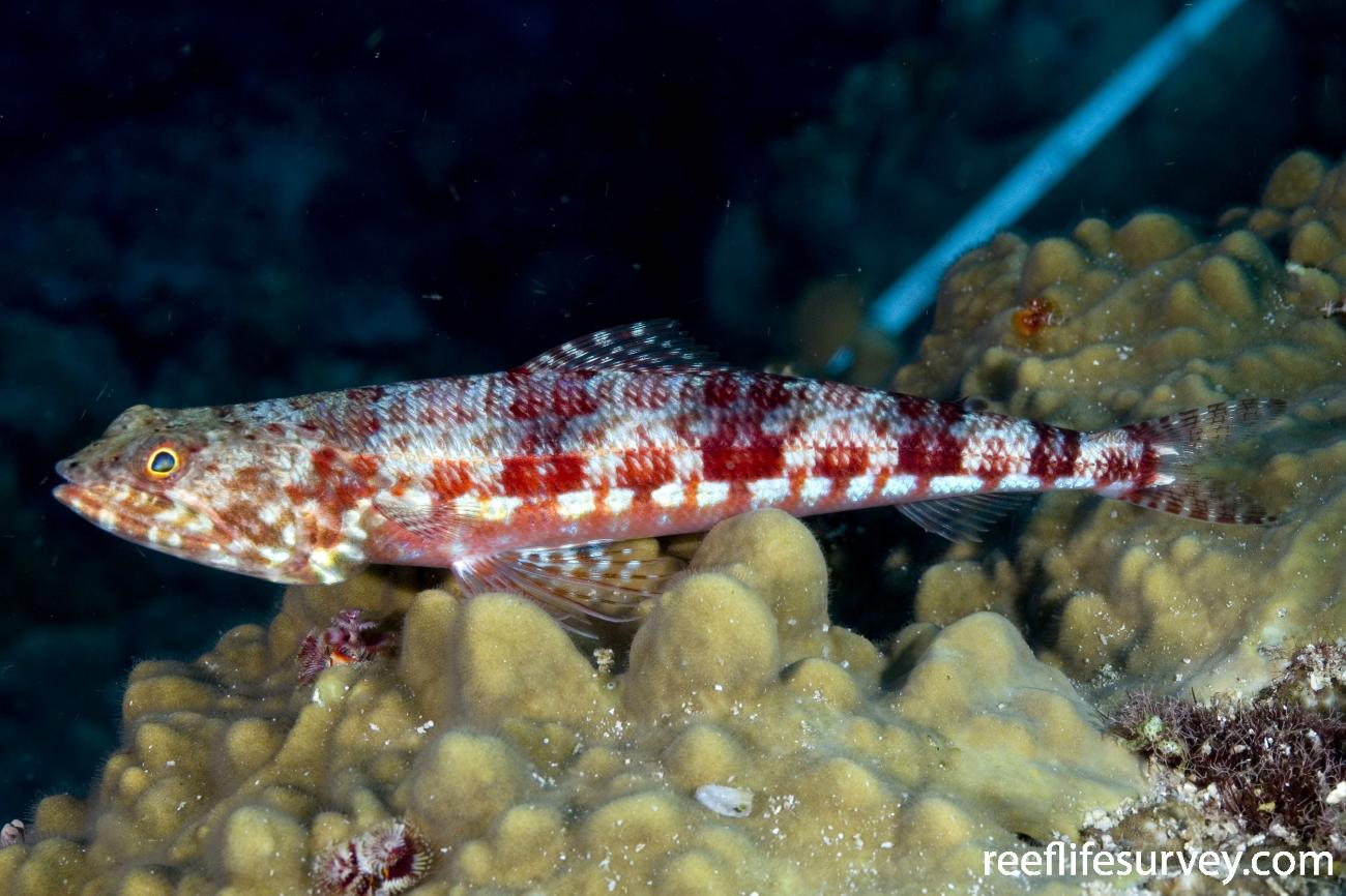 Synodus variegatus - Variegated Lizardfish | ReefLifeSurvey.com