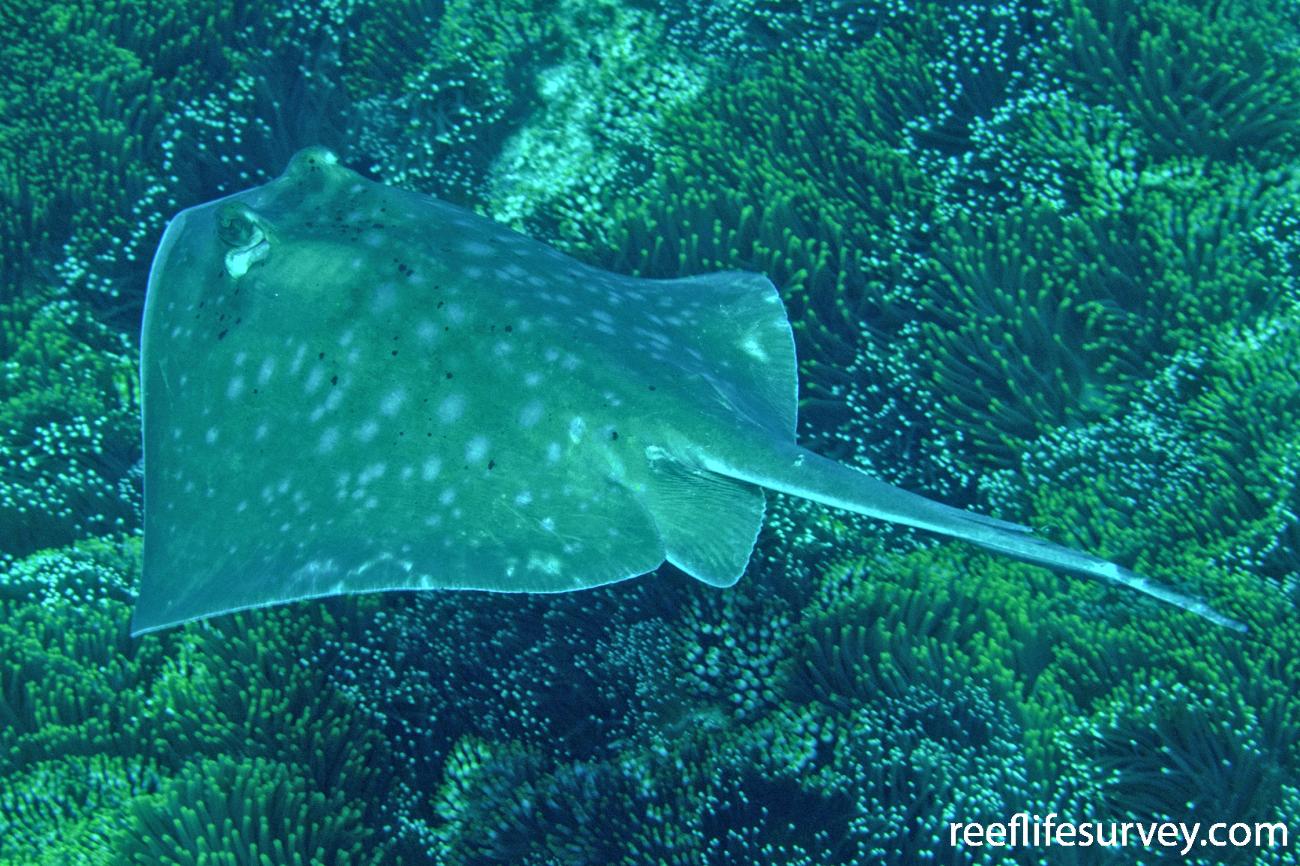 Neotrygon kuhlii - Bluespotted Maskray | ReefLifeSurvey.com