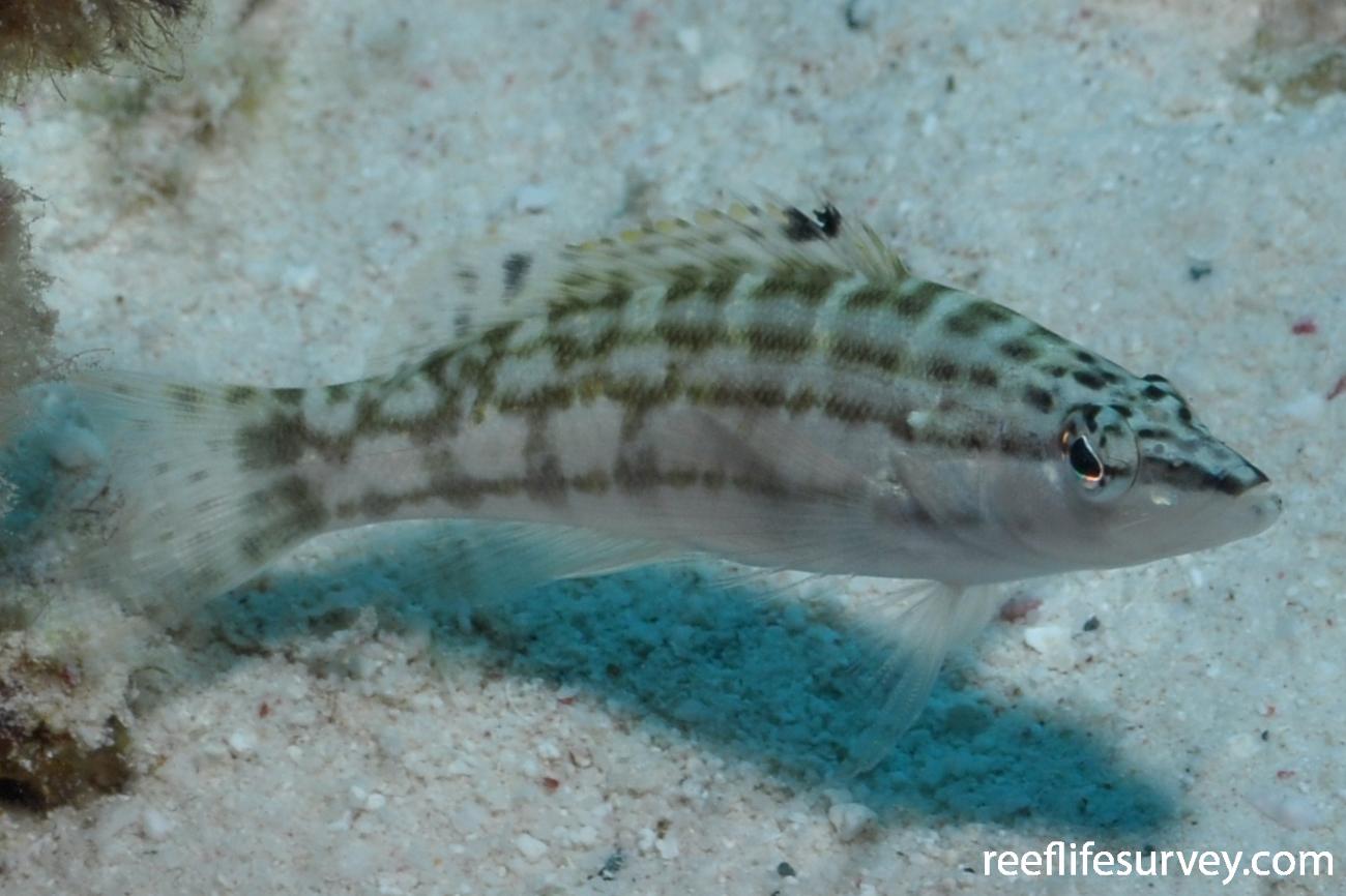 Serranus tigrinus - Harlequin Bass | ReefLifeSurvey.com