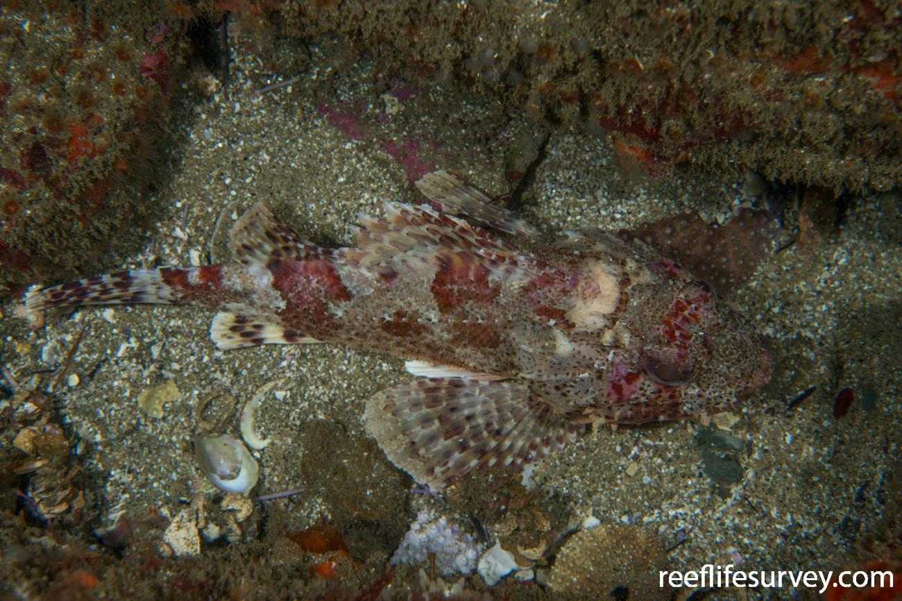 Scorpaena guttata - California Scorpionfish | ReefLifeSurvey.com