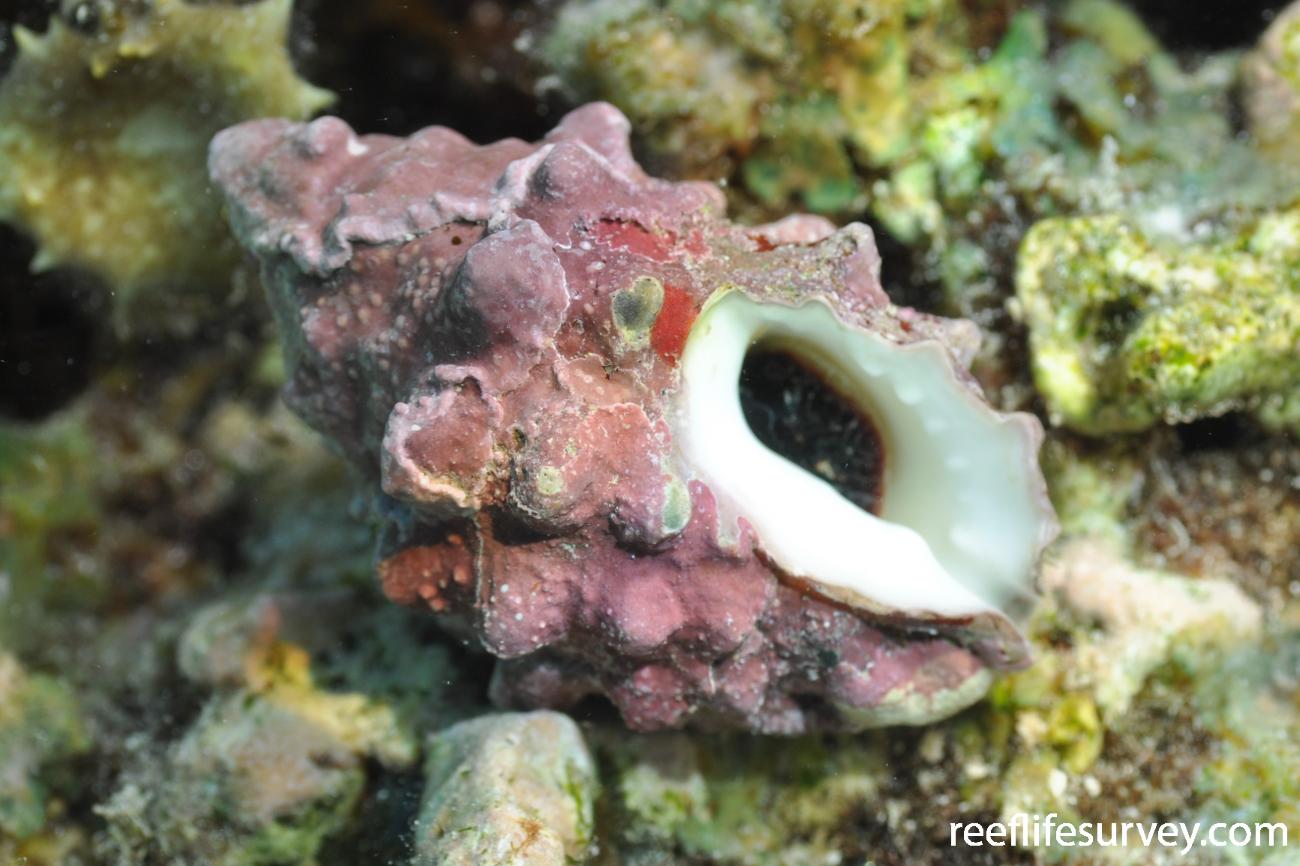 Drupella cornus - Dogwood Drupe | ReefLifeSurvey.com