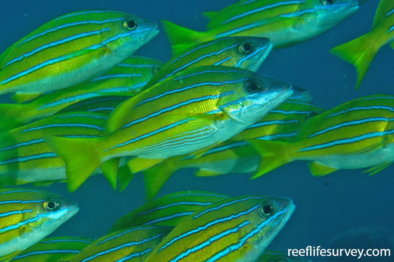 Lutjanus kasmira - Blue-stripe Snapper | ReefLifeSurvey.com