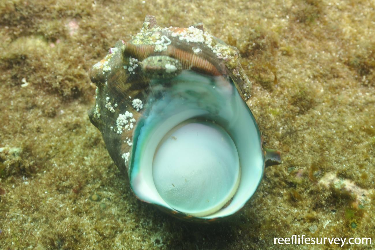 Turbo militaris - | ReefLifeSurvey.com