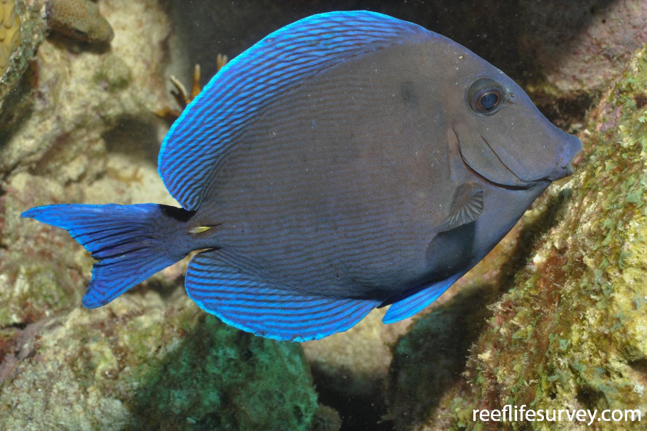 Acanthurus coeruleus - Blue Tang Surgeonfish | ReefLifeSurvey.com