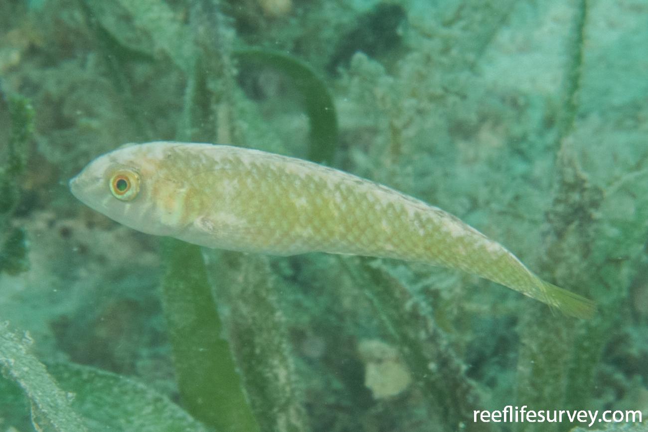 Xyrichtys splendens - Green Razorfish | ReefLifeSurvey.com