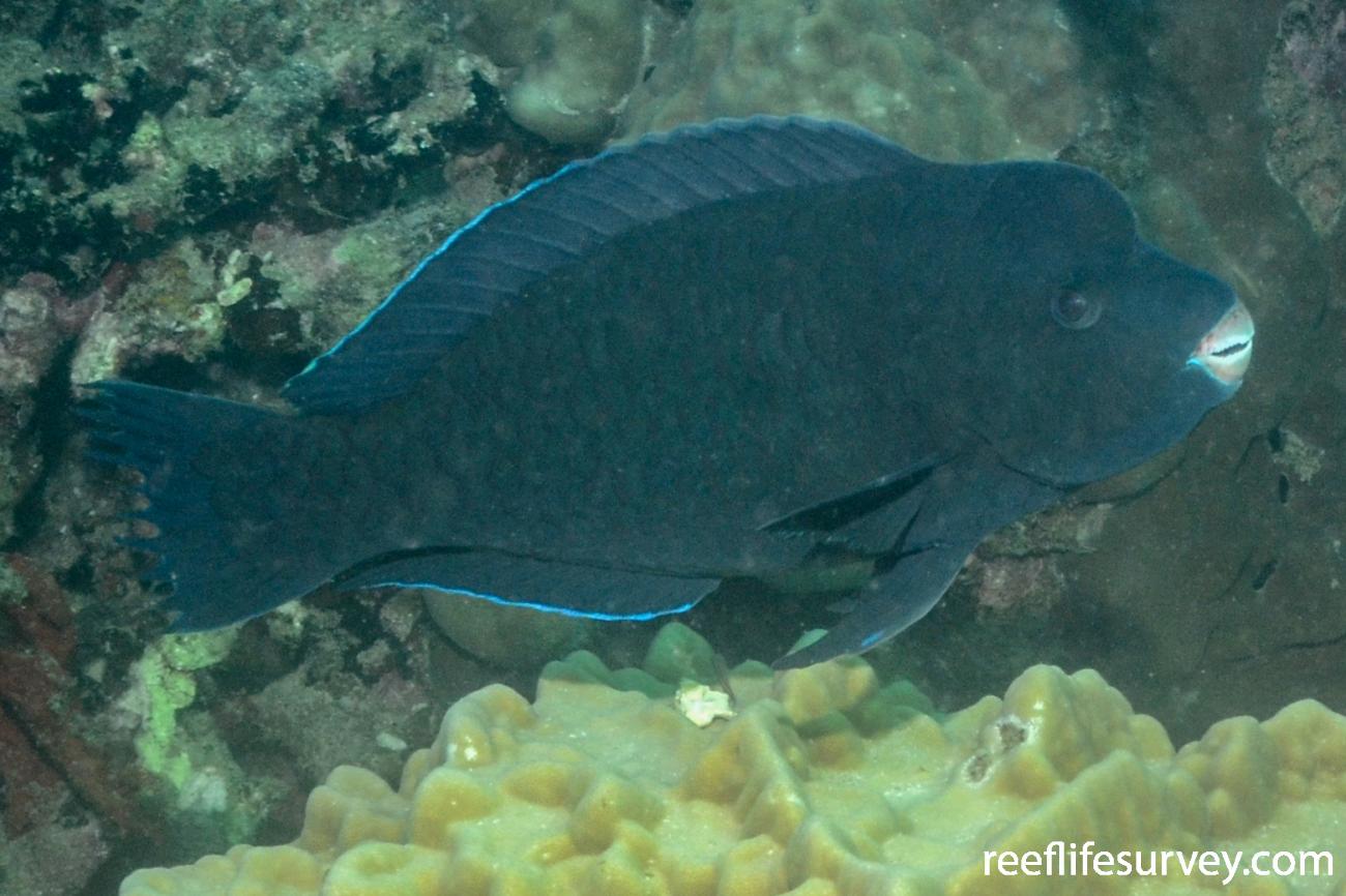 Chlorurus rhakoura - Raggedfin Parrotfish | ReefLifeSurvey.com