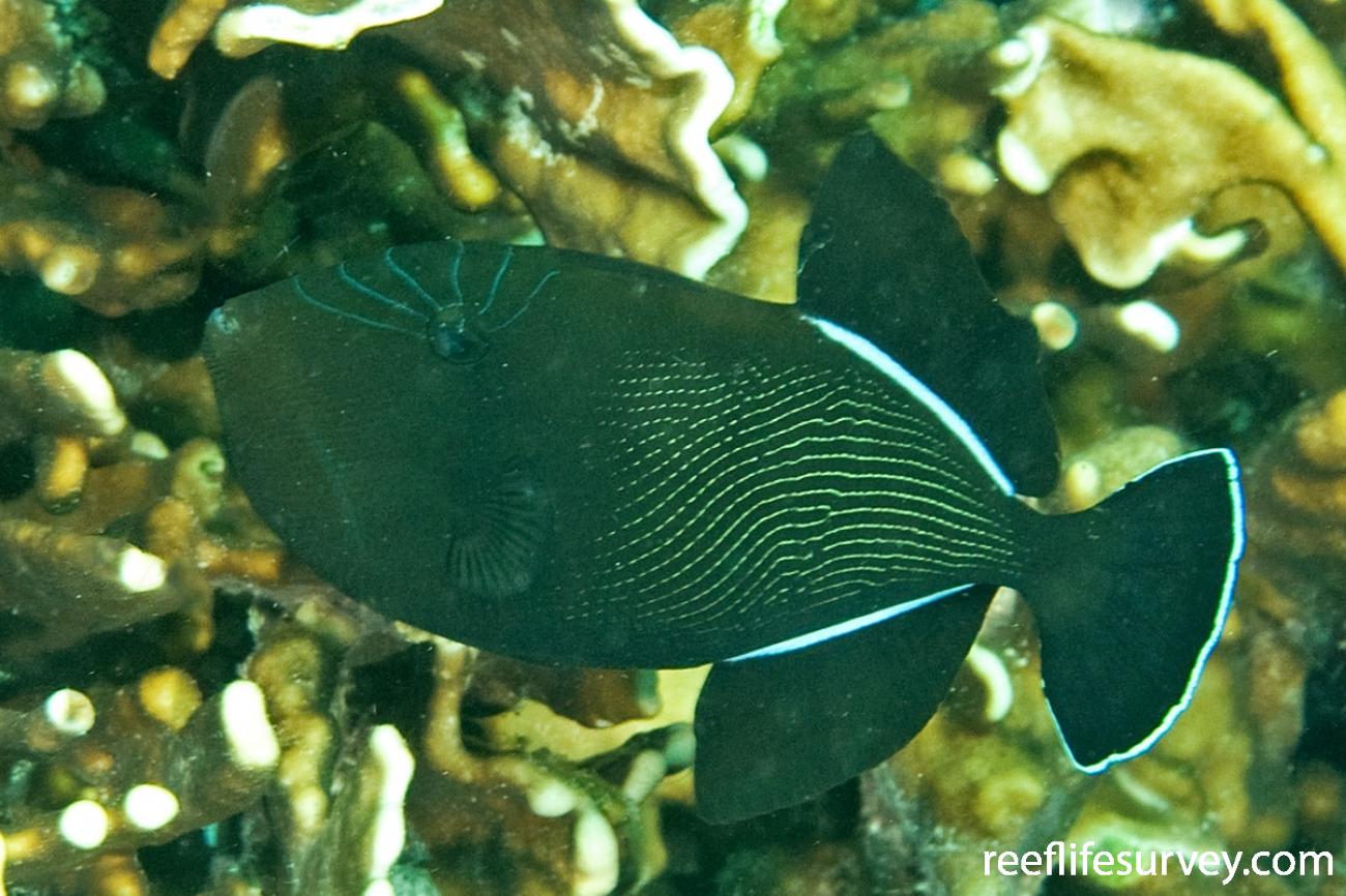 Melichthys indicus - Indian Triggerfish | ReefLifeSurvey.com