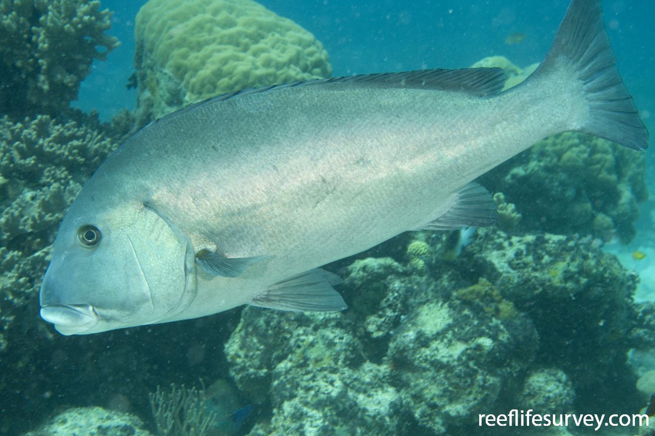 Plectorhinchus caeruleonothus - Blue Bastard | ReefLifeSurvey.com
