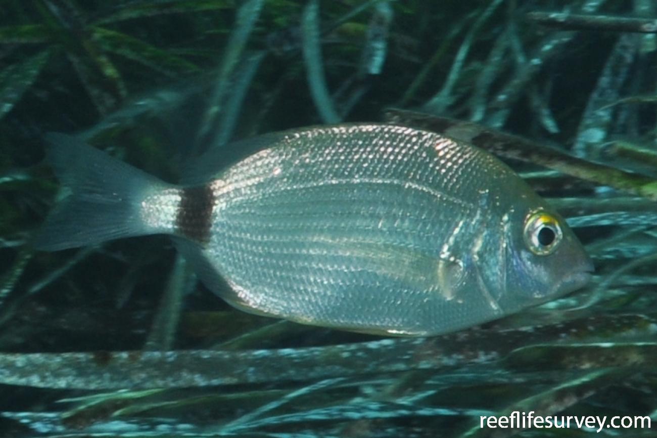 Diplodus annularis - Annular Seabream | ReefLifeSurvey.com