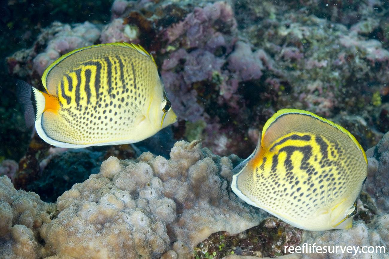 Chaetodon punctatofasciatus - Spotbanded Butterflyfish | ReefLifeSurvey.com