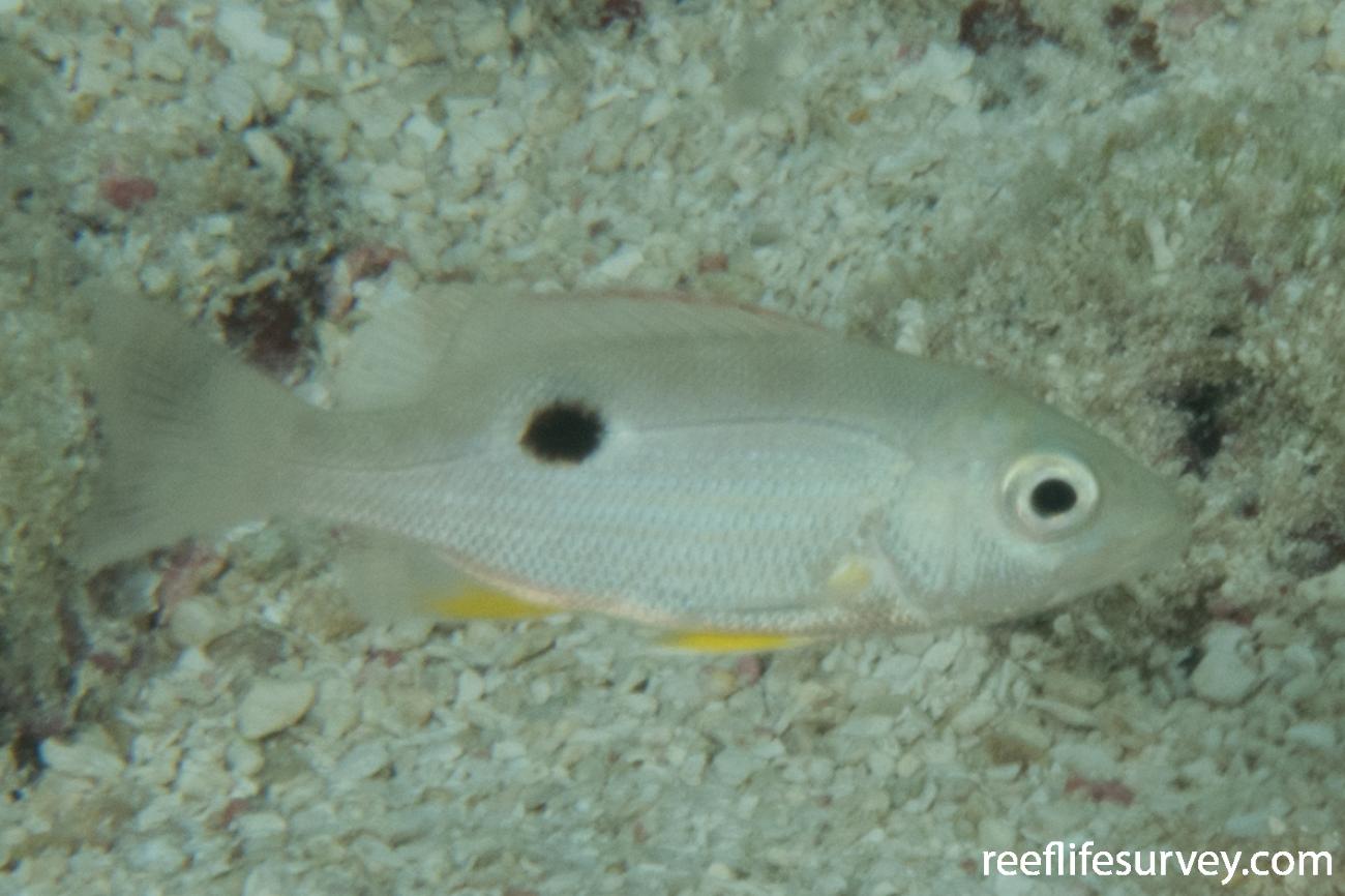 Lutjanus mahogoni - Mahogany Snapper | ReefLifeSurvey.com