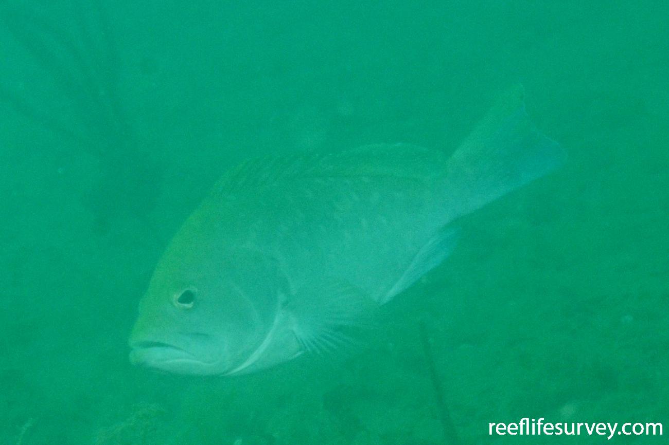 Epinephelus multinotatus - Rankin Cod | ReefLifeSurvey.com