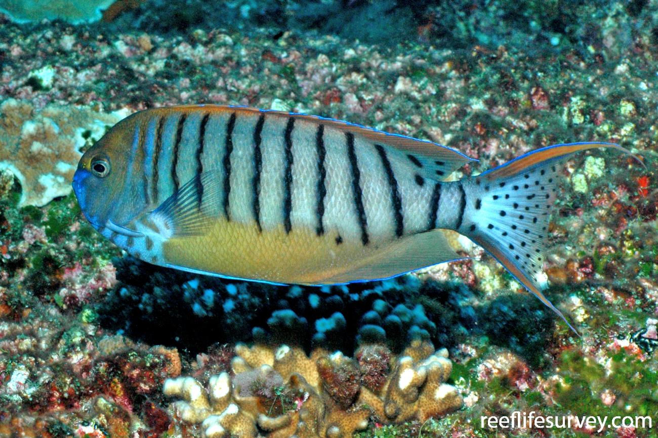 Genicanthus semicinctus - Halfbanded Angelfish | ReefLifeSurvey.com