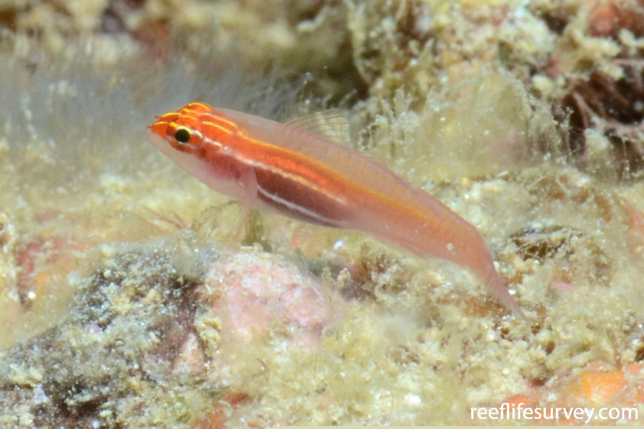 Eviota atriventris - Neon Eviota | ReefLifeSurvey.com