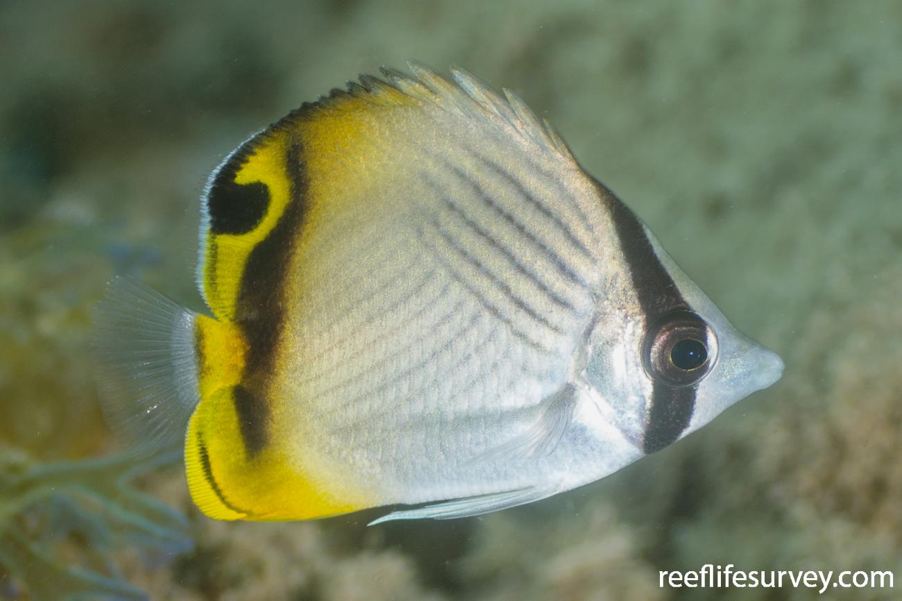 Chaetodon vagabundus - Vagabond Butterflyfish | ReefLifeSurvey.com