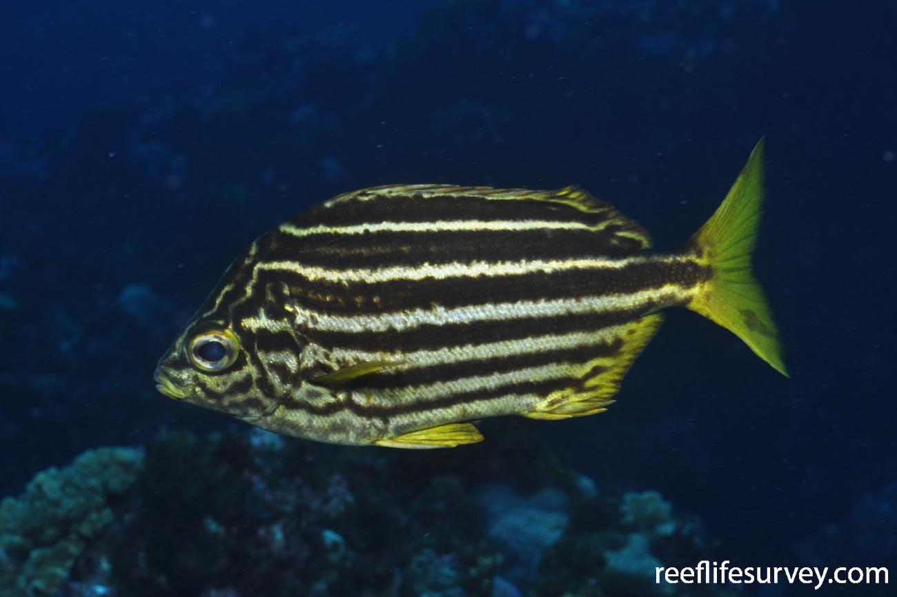 Atypichthys latus - New Zealand Mado | ReefLifeSurvey.com