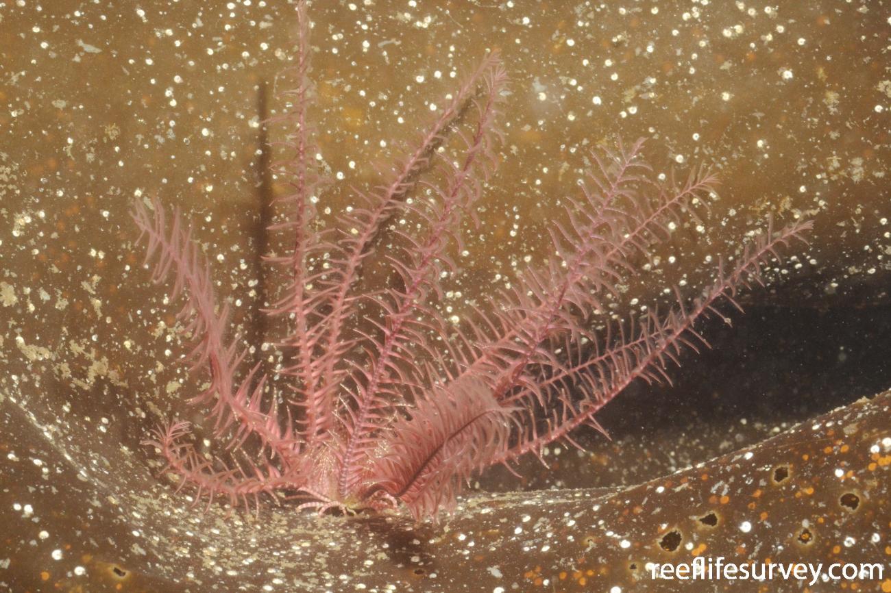 Antedon bifida - Rosy Feather Star | ReefLifeSurvey.com