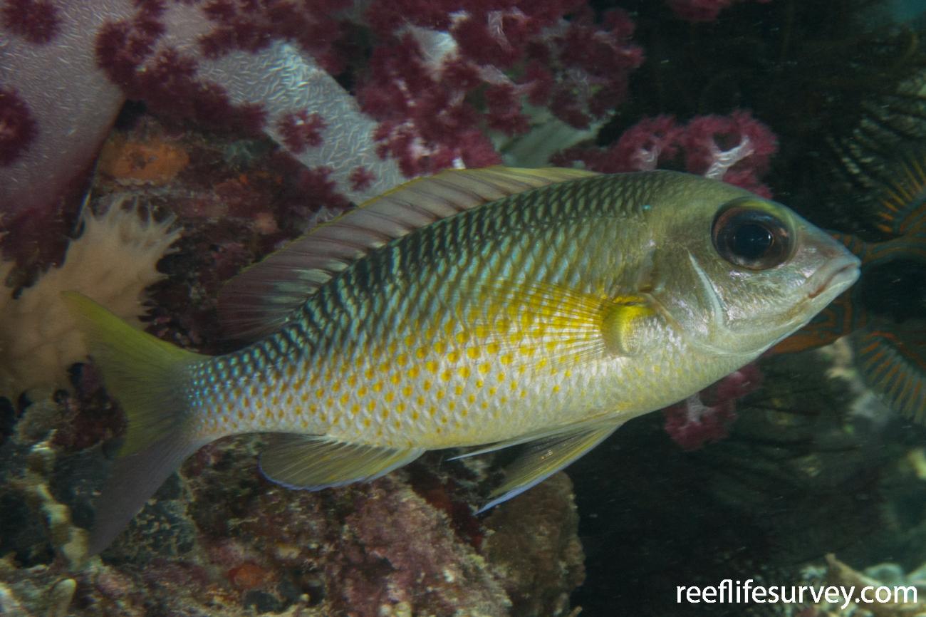 Scolopsis margaritifer - Pearly Monocle Bream | ReefLifeSurvey.com