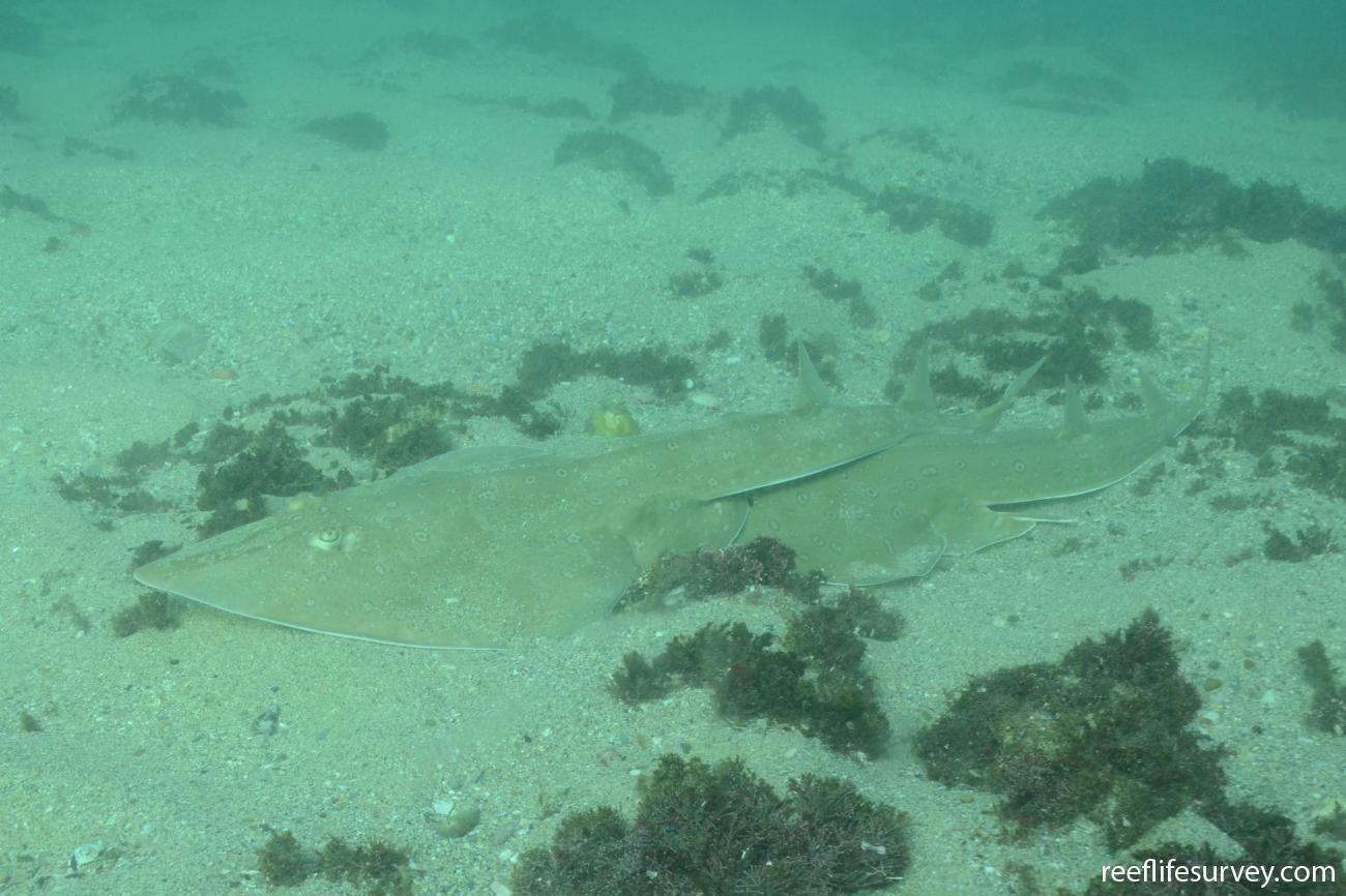 Rhinobatos annulatus - Lesser Sandshark | ReefLifeSurvey.com